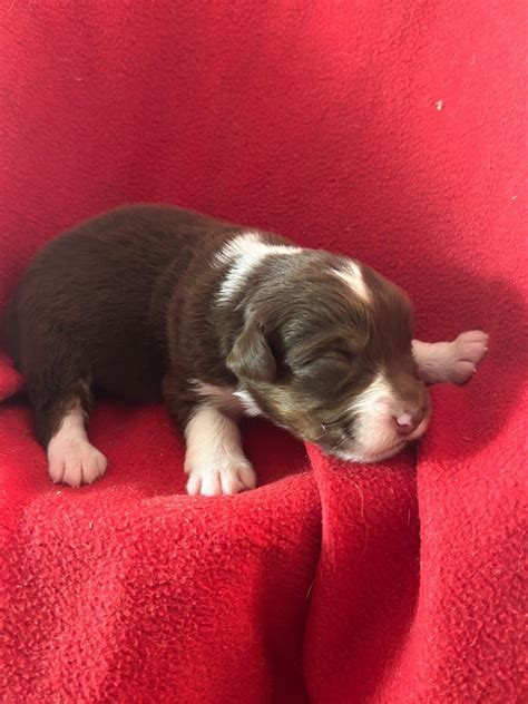 Chiot Berger Australien Chiot 5 Du Hameau De Roxane