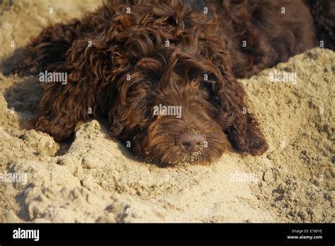 Brown Cockapoo Puppy