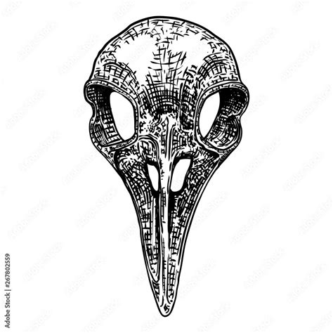 Crow Skull Drawing