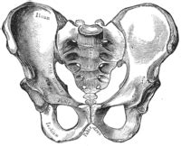 Sex Differences In Human Physiology Wikipedia