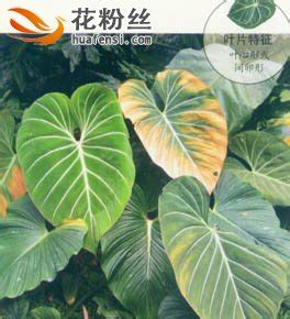 水晶花烛 花粉丝网