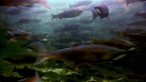 The Great Salmon Migration To Lay Eggs Bbc Learning Hub