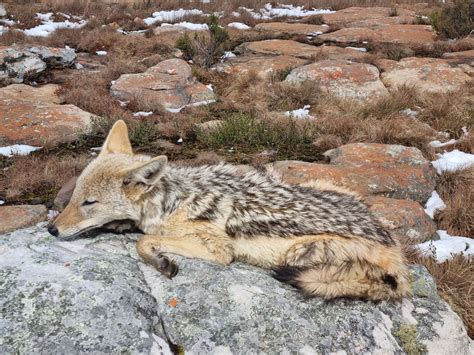 Trophy Gallery Wayne Wagner Safaris