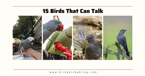 15 Different Birds That Can Talk With Pictures