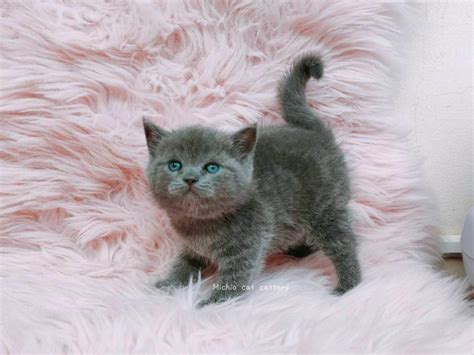 🎉 มีผปคแล้วน้า 💋 Scottish Straight หูตั้ง Dob 15 12 2021 Sex Female Color Blue