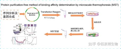 蛋白与药物互作专题八:免纯化微量热泳动 Mst 和细胞热迁移 Cetsa 在分子互作中的应用 知乎 蛋白与药物互作专题八:免纯化微量热泳动 Mst 和细胞热迁移 Cetsa 在分子互作中的应用 知乎