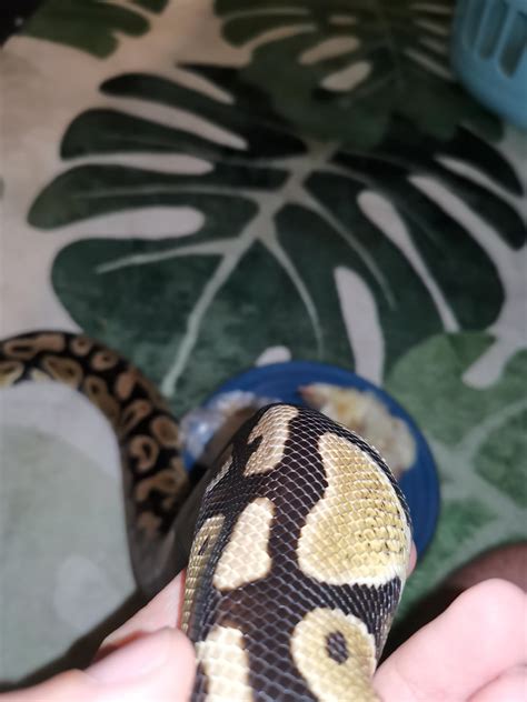 Snake fasting : r/ballpython