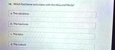 16 Which Foot Bone Articulates With The Tibia And Fibula A The