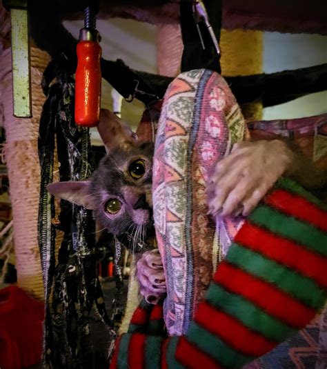 Tiny Werewolf Checking If Its Halloween Yet R Halloween