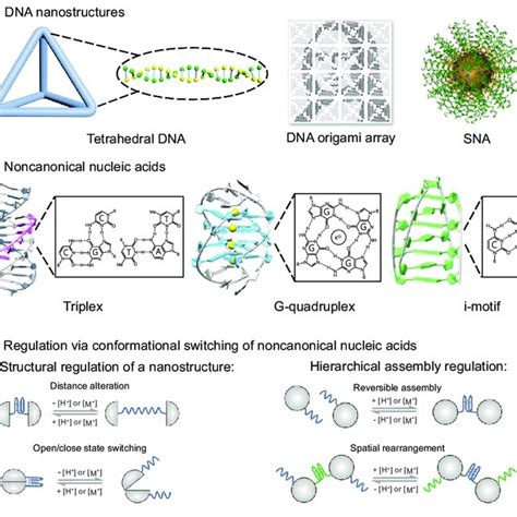 Dynamic Regulation Of Artificial Dna Nanostructures With Noncanonical