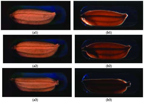 Pictures Of The Paddy Rice Kernels From The Visual Camera A And Download Scientific Diagram