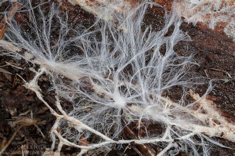 Mycelium Of Fungi