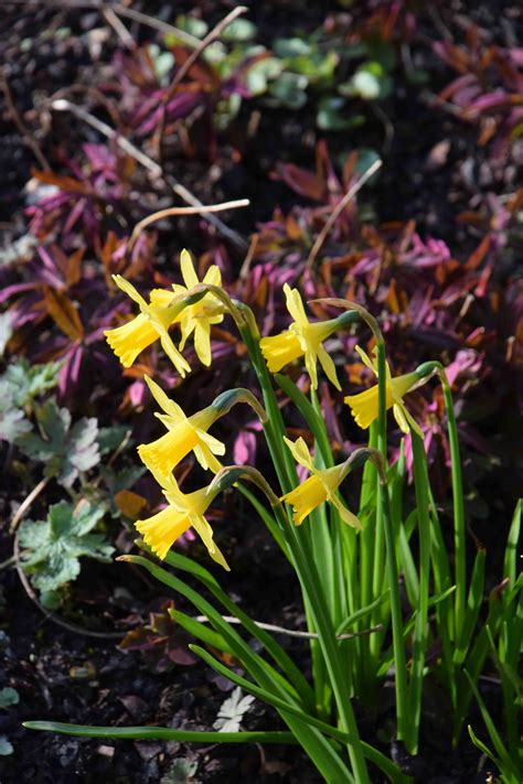 Time To Plant Daffodils Nags Hall Gardener
