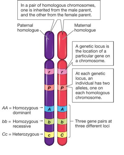 Numerical Chromosomal Abnormalities And Detecting Chromosomal Abnormalities Flashcards Quizlet