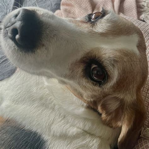 🐶 Beza Cię Obserwuje I Zastanawia Się… Czy Właśnie Przegapiasz Swoją Szansę Barbara Krawczyk