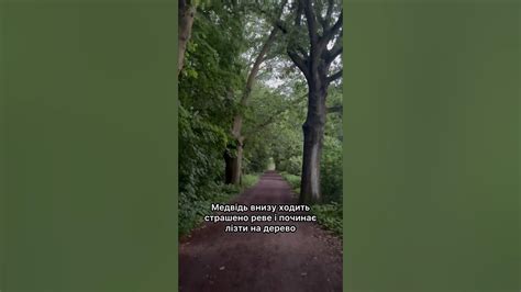 Два мисливці і медвідь… Youtube