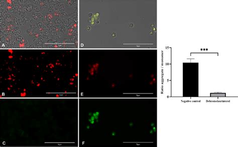 Effect Of D 1 D F On The Mitochondrial Membrane Potential Of Download Scientific Diagram