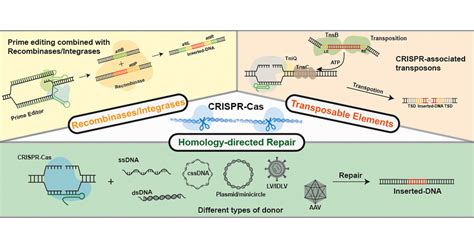Crisprcas Based Gene Editing Tools For Large Dna Fragment Integration Acs Synthetic Biology