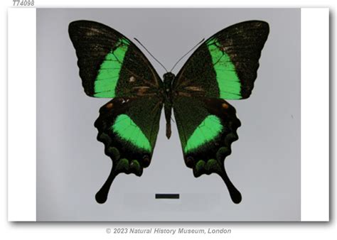 Papilio P Palinurus Type Specimens