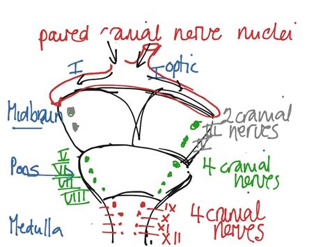 Bookbrain Stem Nuclei Brain Stem And Cranial Nerve Nuclei Science Showme Start By