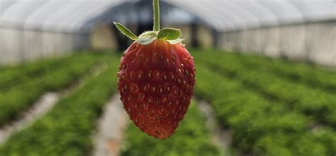 תות בקיבוץ קטיף תותים פרחים וירקות העונה בשביל המשפחה
