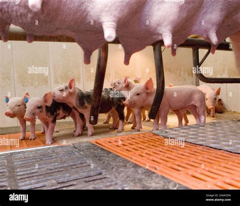 Lactating Piglets Drinking Milk From The Utter Of The Sow Pig