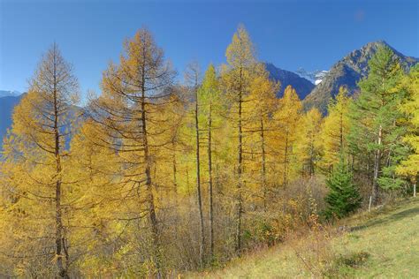 Randonnée à La Cabane Démècre Depuis Le Téléphérique Dorenaz Champex D