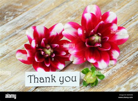 Thank You Friend Images With Flowers 100 ] Thank You Wallpapers
