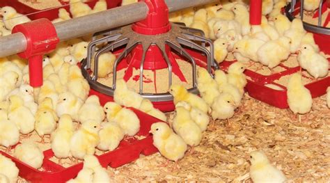 Uspoultrys 2024 Feed Mill Management Seminar To Focus On Efficient And