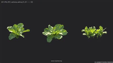 دانلود آبجکت گل و گیاه کالکشن 57 دانلود مدل سه بعدی
