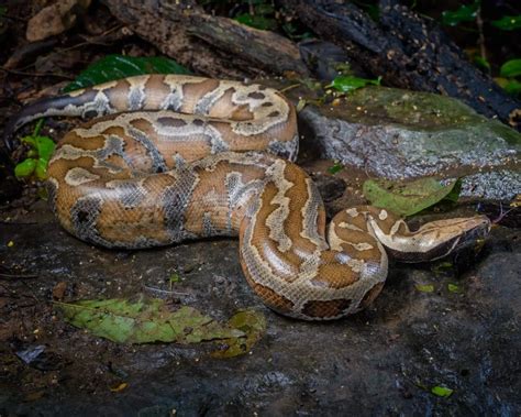 brongersma s short tailed python facts diet habitat and pictures on
