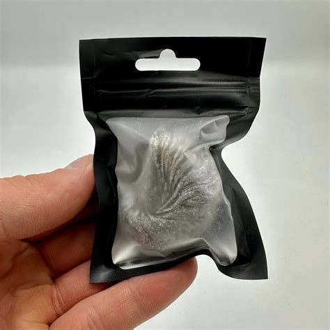 Gryphaea Shell Fossil Whitby North Yorkshire Yorkshirefossils Gryphaea Shell Fossil Whitby North Yorkshire Yorkshirefossils