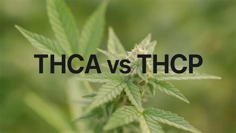 Thca Vs Thcp What They Dont Tell You About These Cannabinoids