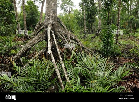 Mangrove Tree Roots Base Of A Mangrove Rhizophora Sp Tree Showing
