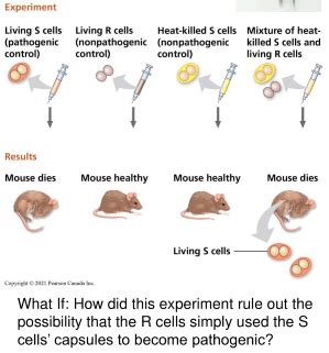 Cell Division Part Flashcards Quizlet