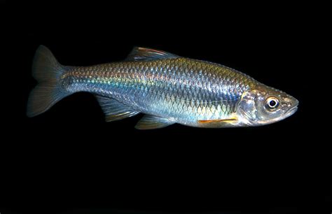 Cyprinella Wikipedia