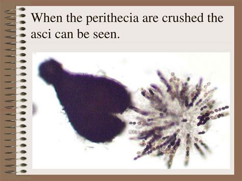 Ppt Crossing Over In Sordaria Powerpoint Presentation Free Download Id2014439