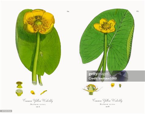 Common Yellow Waterlily Nuphar Lutea Victorian Botanical Illustration