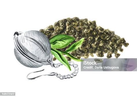 화약 찻잎 신선하고 건조하고 양조 체 손으로 그린 수채화 그림 흰색 배경에 격리 건강관리와 의술에 대한 스톡 벡터 아트 및 기타 이미지 건강관리와 의술 건강한 생활방식