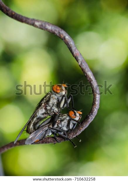 Flies Having Sexbackground Bokehpropagation Flies Stock Photo Shutterstock