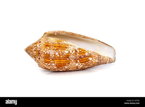 Image Of Conus Omaria Patonganus Sea Shell Is A Species Of Sea Snail A