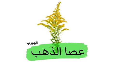 فوائد وأضرار نبات حشيشة الدينار عشبة الجنجل أعشاب الهيرب Alherb
