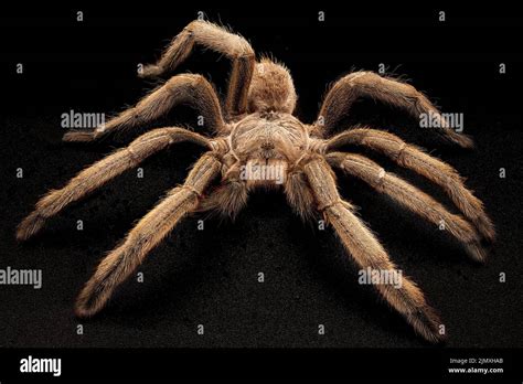 Macro Close Up Of An Australian Tarantula Also Known As A Whistling