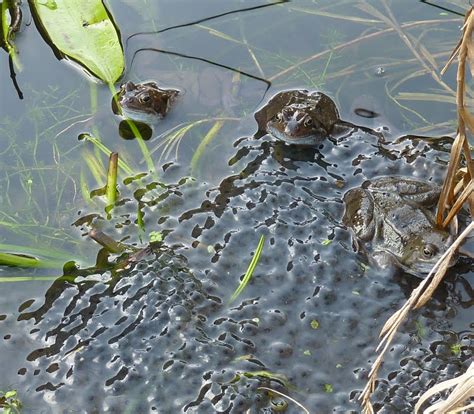 Our Plot At Green Lane Allotments Guarding Frog Spawn