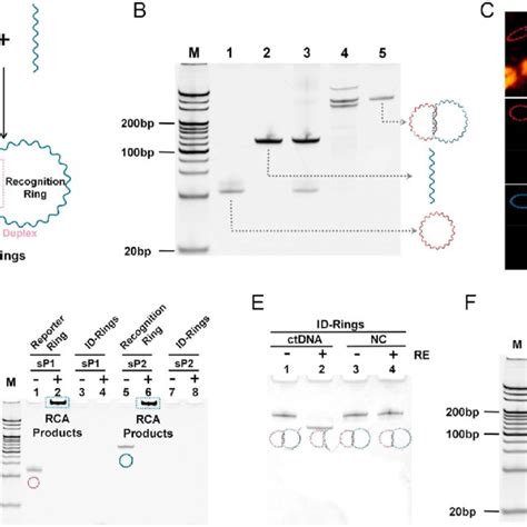 Clinical Sample Measurements A Schematic Illustration Of Ctdna