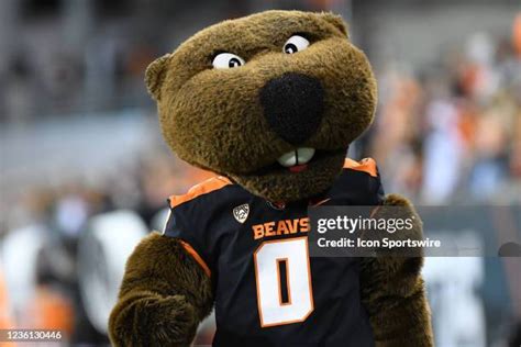 78 Benny Beaver Photos And High Res Pictures Getty Images