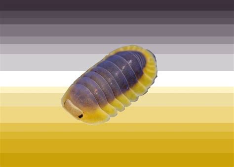 Duck Isopod Gender Gender Flags Gender Non Gender