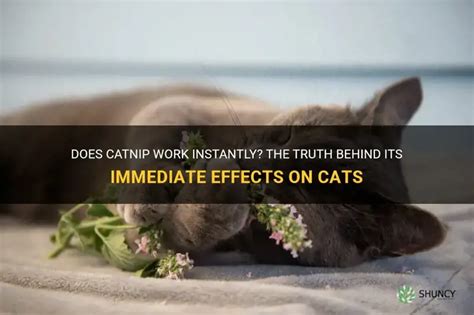 Does Catnip Work Instantly The Truth Behind Its Immediate Effects On Cats Shuncy