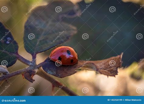 Macro Photos Of Ladybug Stock Image Image Of Nature 142254199