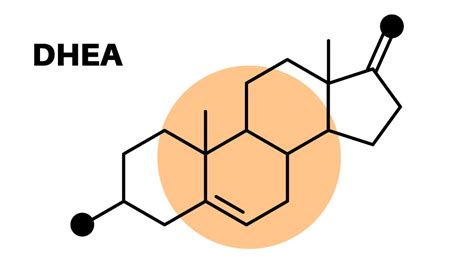 Dhea Hormone Understanding Benefits And Side Effects
